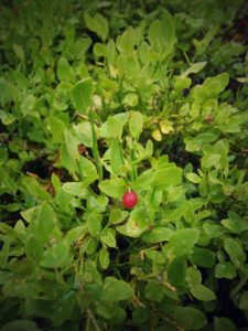 Wild Colorado Huckleberries